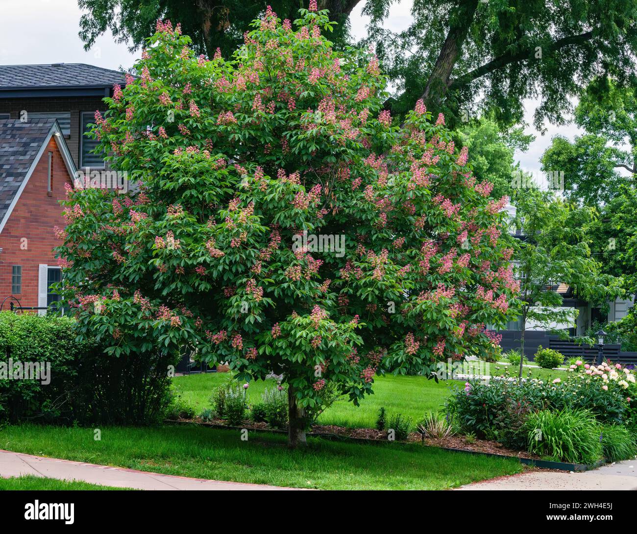 A Red Horse Chestnut tree in full bloom in the front yard of a home in ...