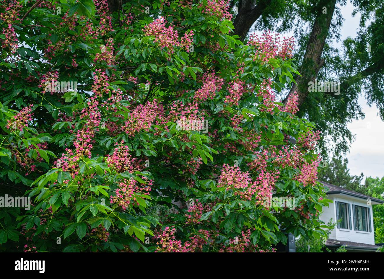 Red horse-chestnut flowers of a beautiful color blooming atop the green ...