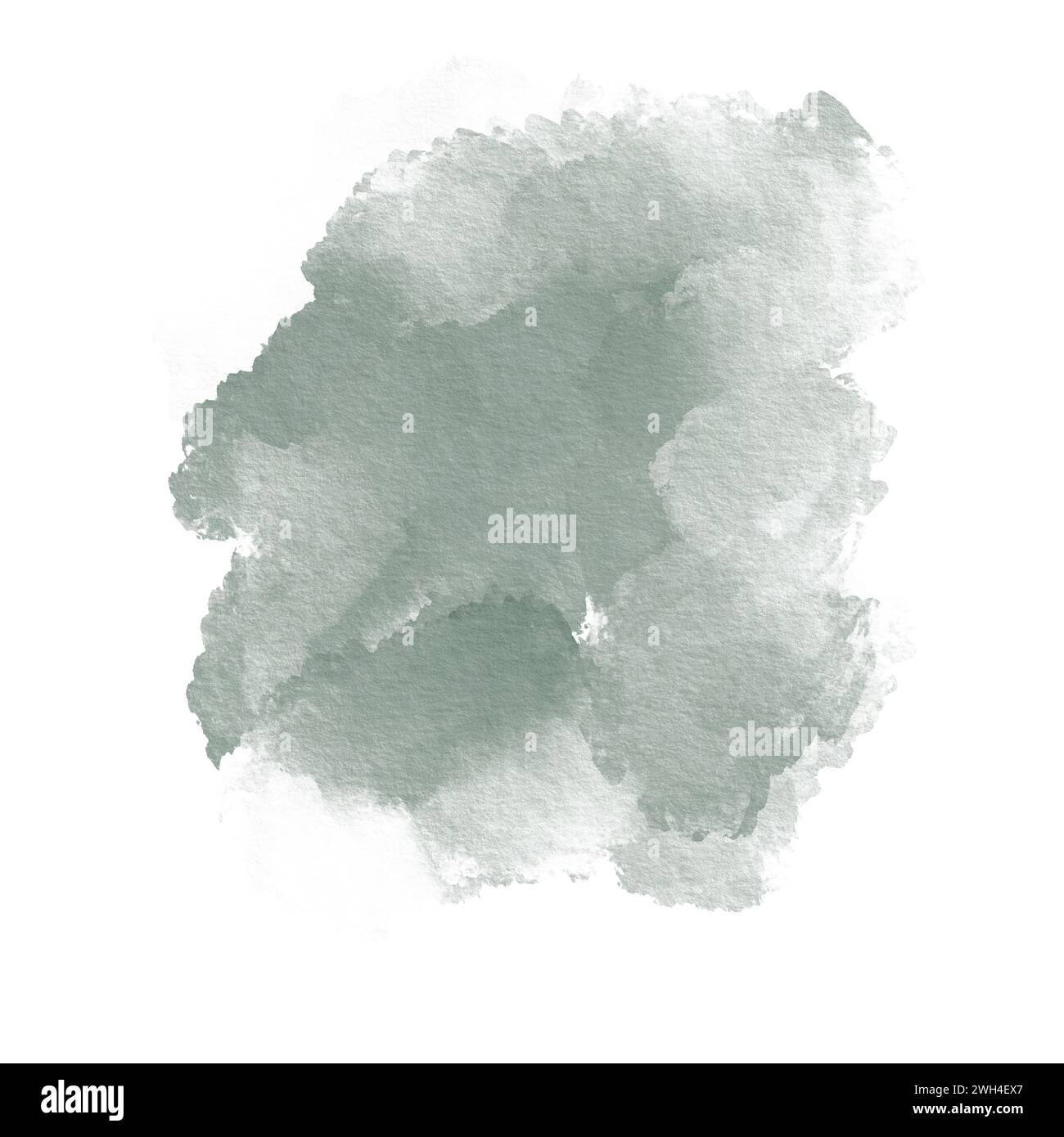 Abstract watercolor sage leaf color static spot on white background for ...