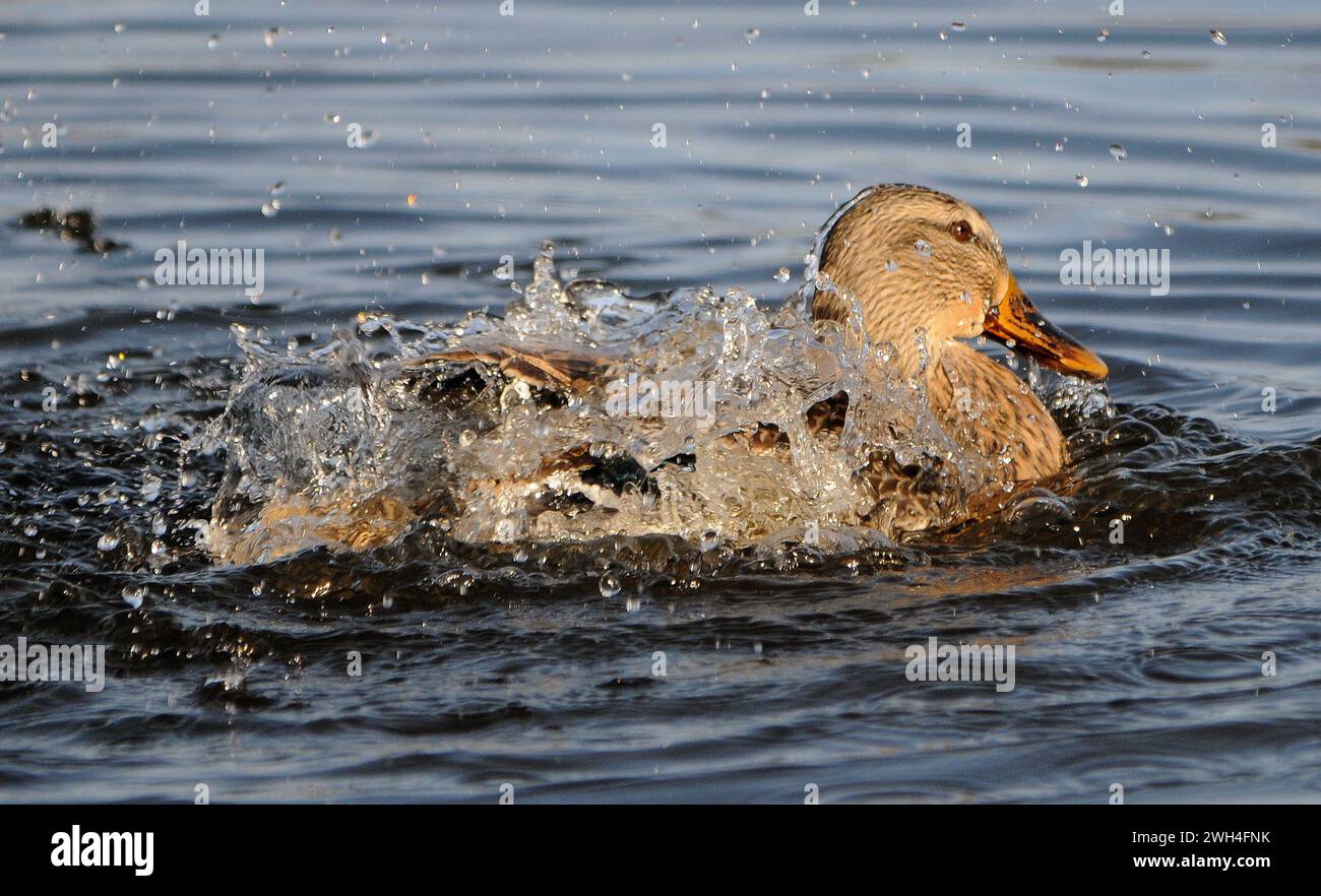 WATER OFF A DUCKS BACK. FEMALE MALLARD AT BATHING AT PETERSFIELD POND ...