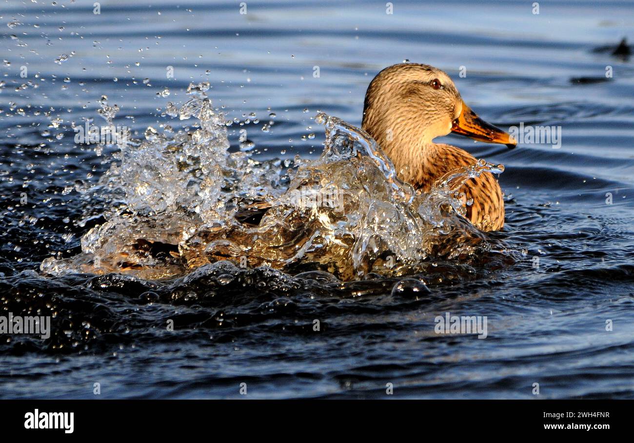 Female mallard 2024 hi-res stock photography and images - Alamy