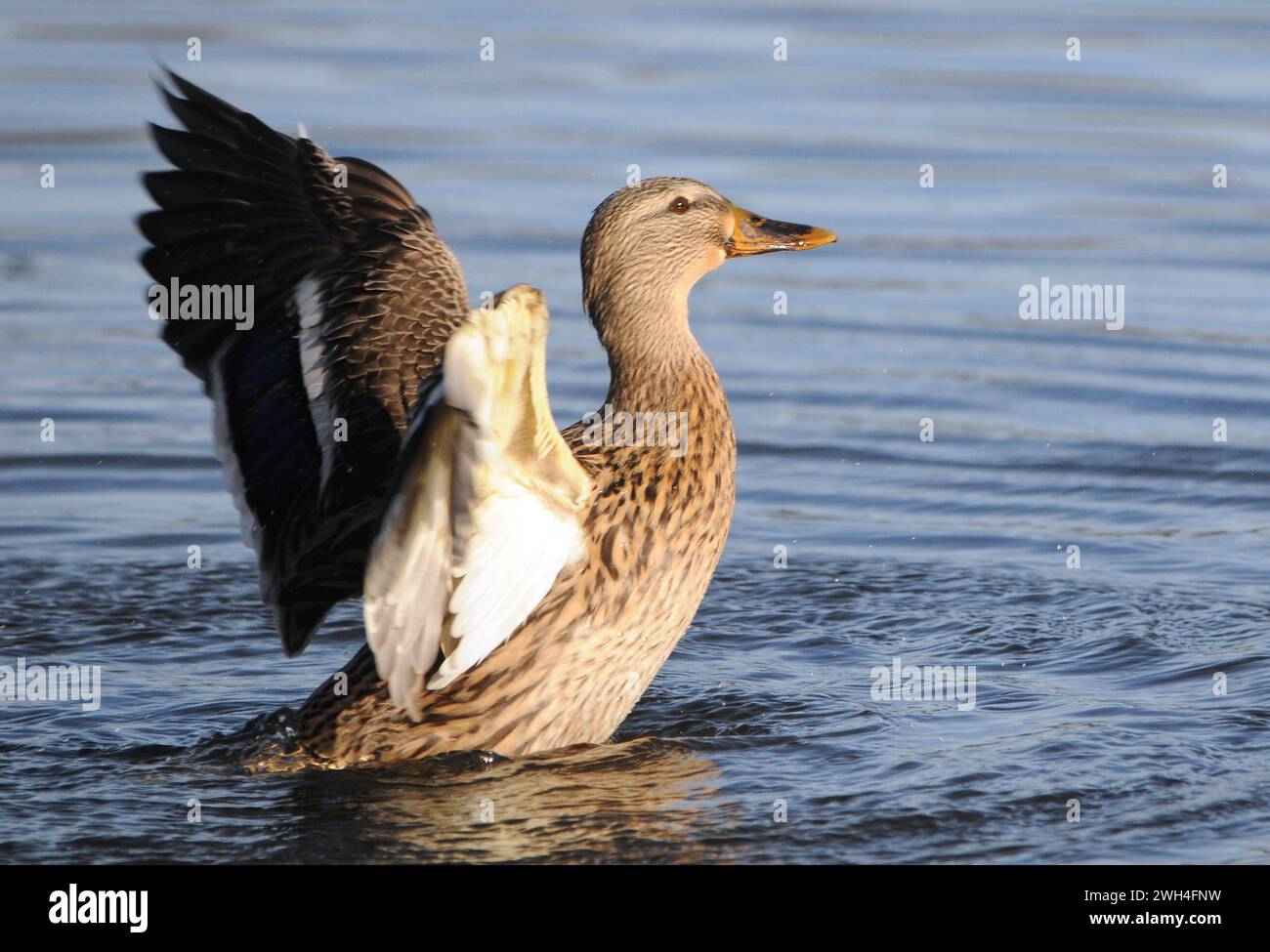 FEMALE MALLARD BATHING AT AT PETERSFIELD POND PIC MIKE WALKER 2024 Stock Photo - Alamy