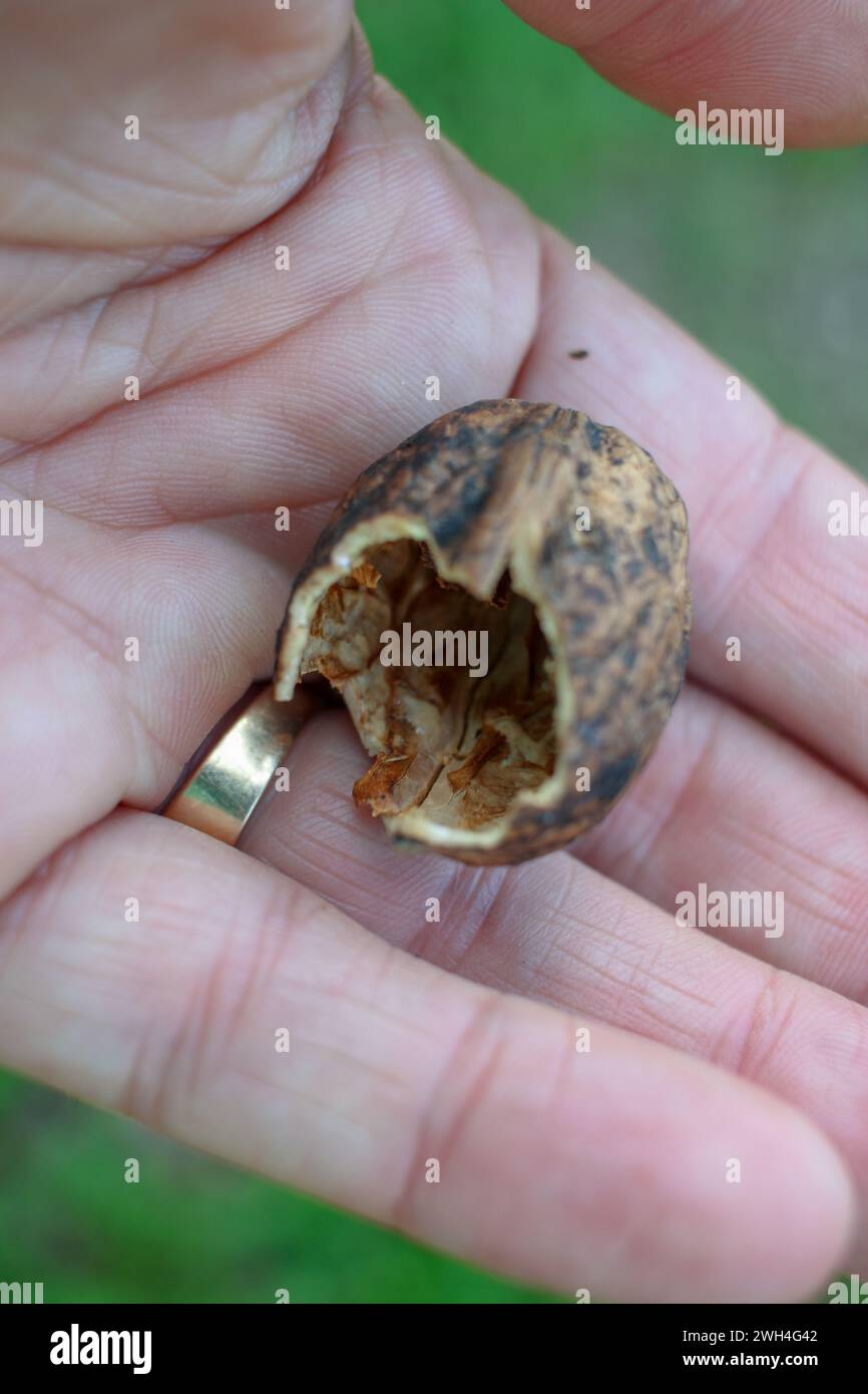 Broken nut hi-res stock photography and images - Alamy