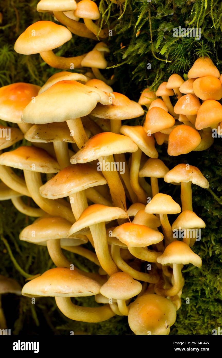 Mushrooms, Silver Falls State Park, Oregon Stock Photo - Alamy