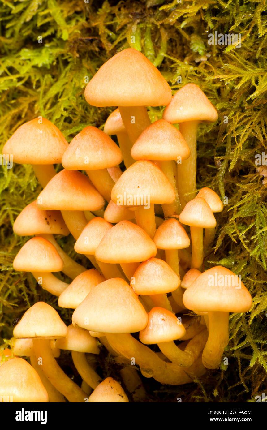 Creek and mushrooms hi-res stock photography and images - Alamy