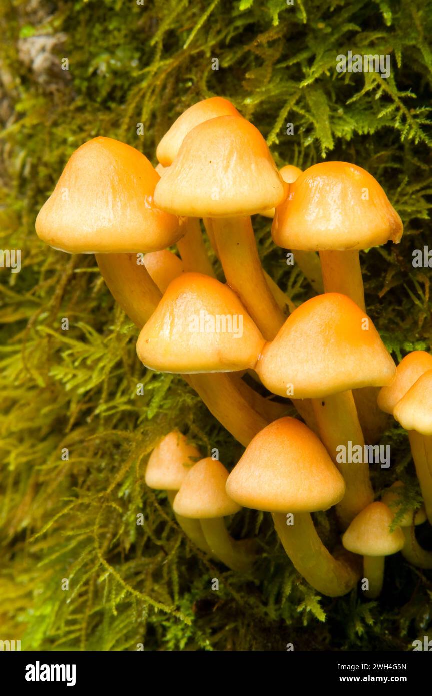Mushrooms, Silver Falls State Park, Oregon Stock Photo - Alamy
