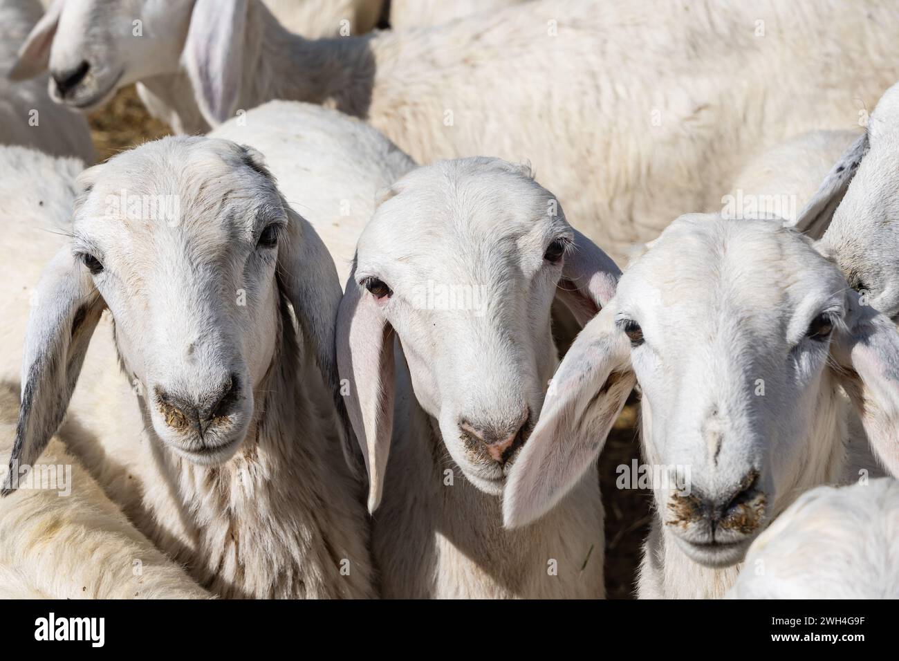 Middle East, Saudi Arabia, Riyadh. Sheep at a farm in Saudi Arabia ...