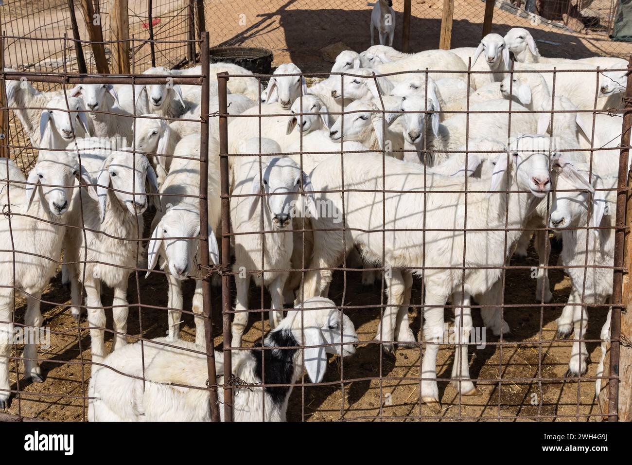 Middle East, Saudi Arabia, Riyadh. Sheep at a farm in Saudi Arabia ...
