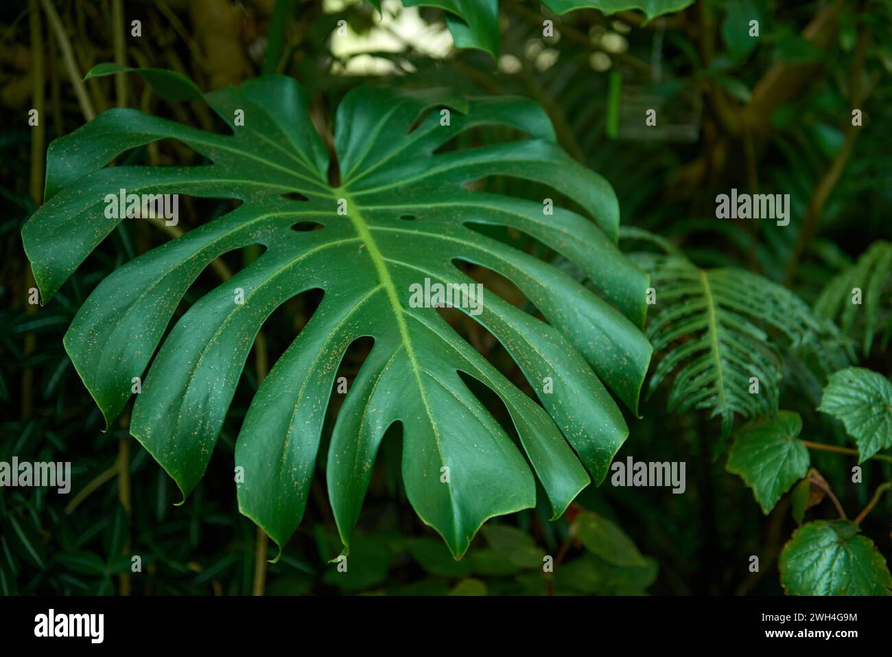 Monstera Madness: The Ultimate Guide to Growing and Caring for Monstera ...