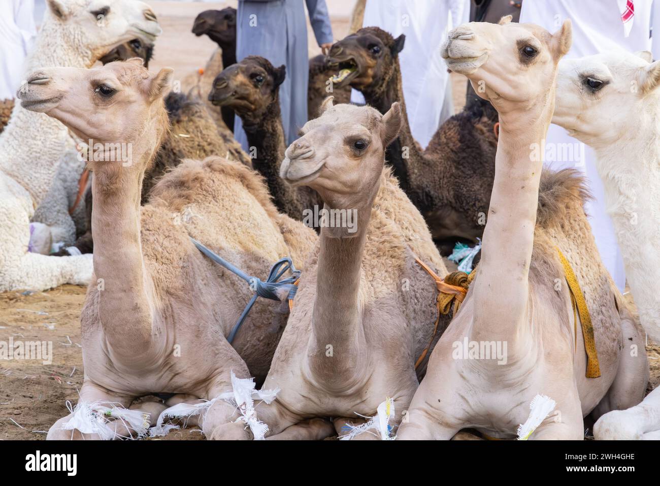 Middle East, Saudi Arabia, Al-Qassim, Buraydah. Camels at the Al Qassim ...