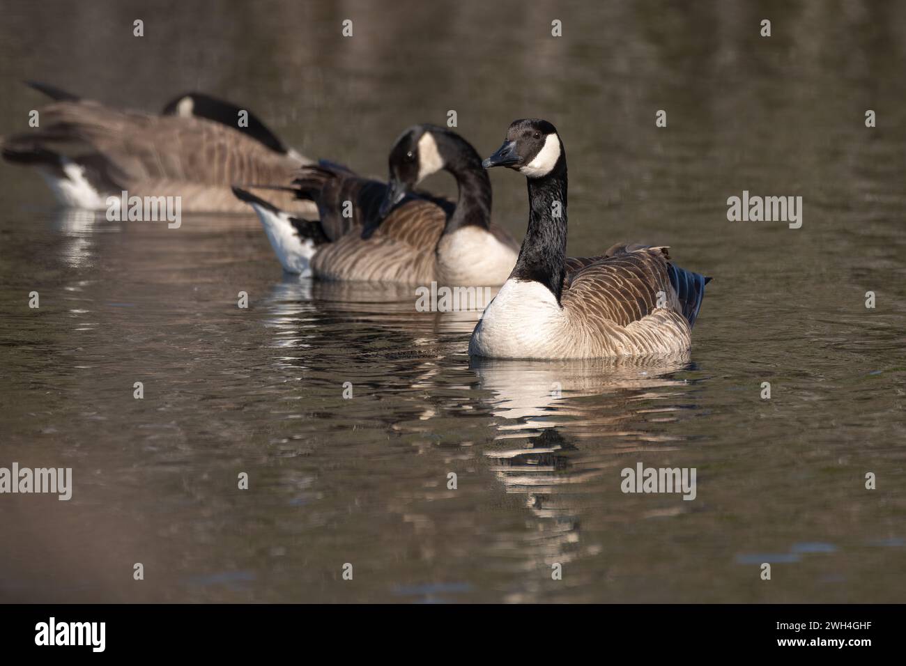 Group of Canada geese floating along the pond water surface while ...