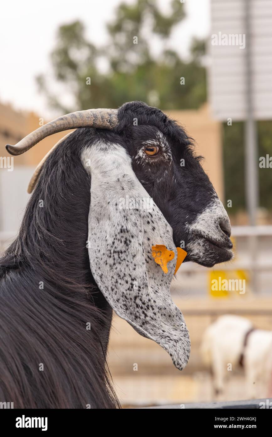 Middle East, Saudi Arabia, Al-Qassim, Buraydah. A goat at the Al Qassim ...