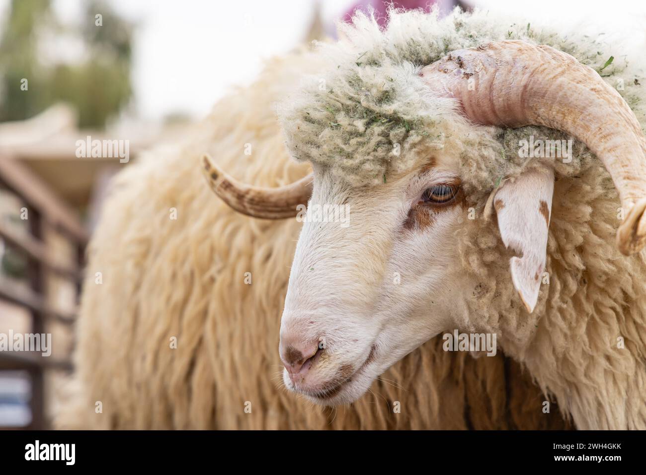 Sheep saudi arabia hi-res stock photography and images - Alamy
