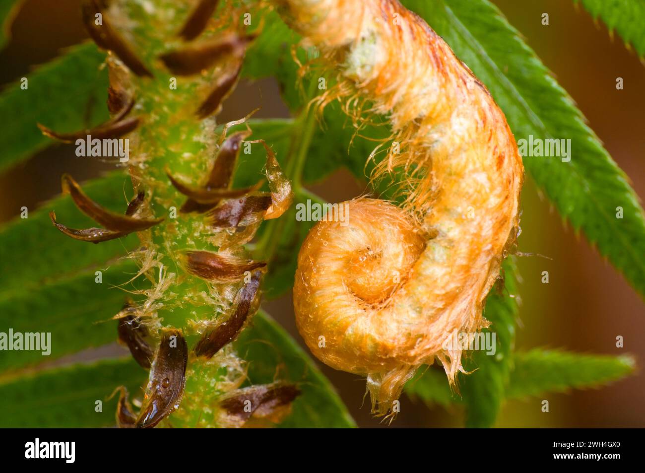 Western sword fern (Polystichum munitum) fiddleneck, Silver Falls State ...