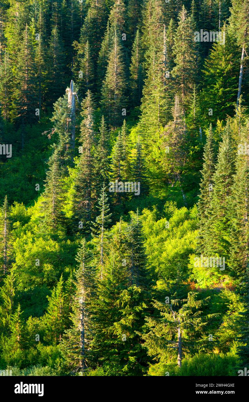 Forest slope above Rhody Lake, Santiam State Forest, Oregon Stock Photo ...