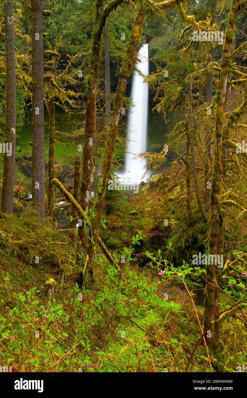 North Falls, Silver Falls State Park, Oregon Stock Photo - Alamy