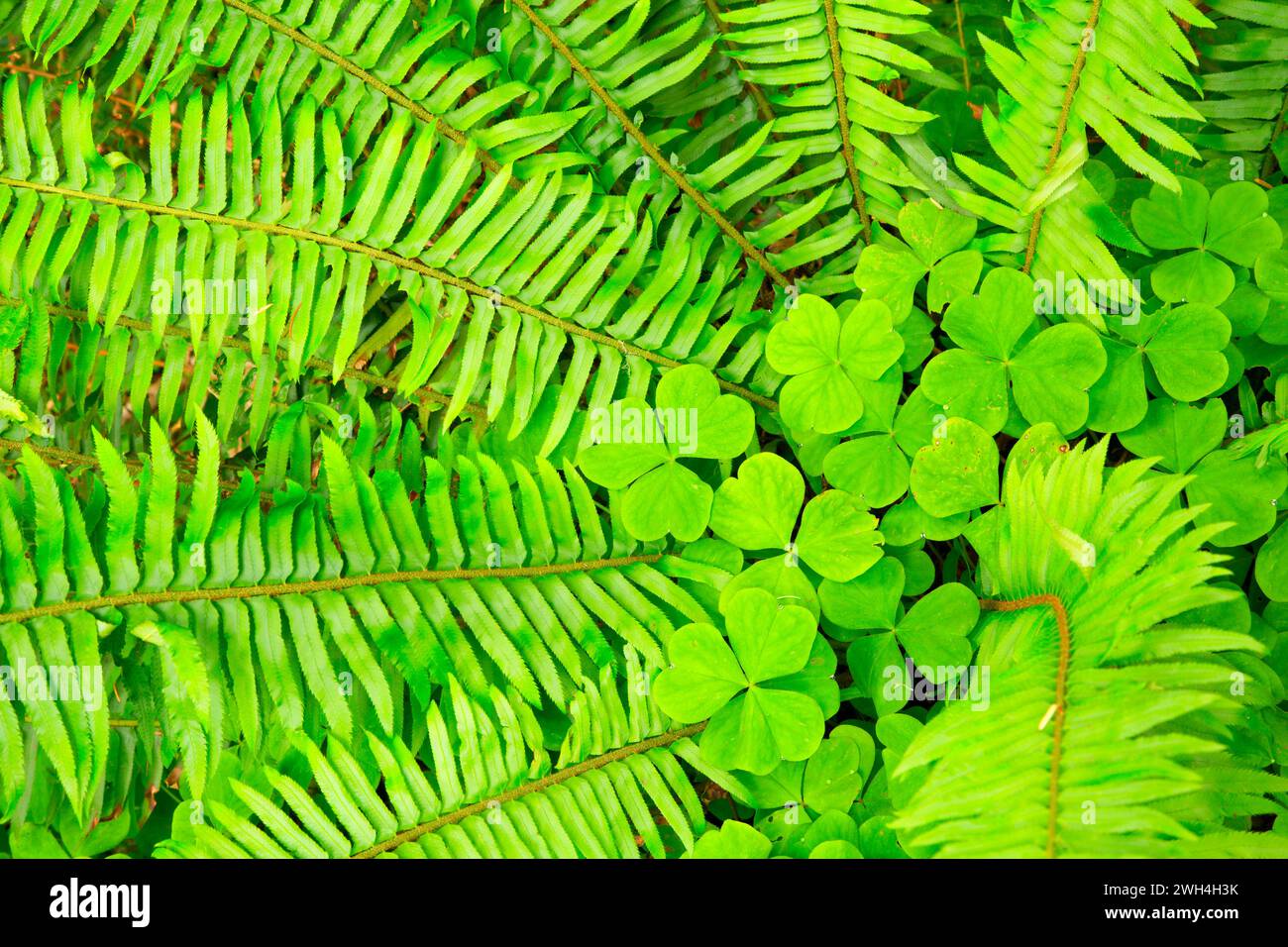 Sword fern with oxalis along Canyon Trail, Silver Falls State Park ...