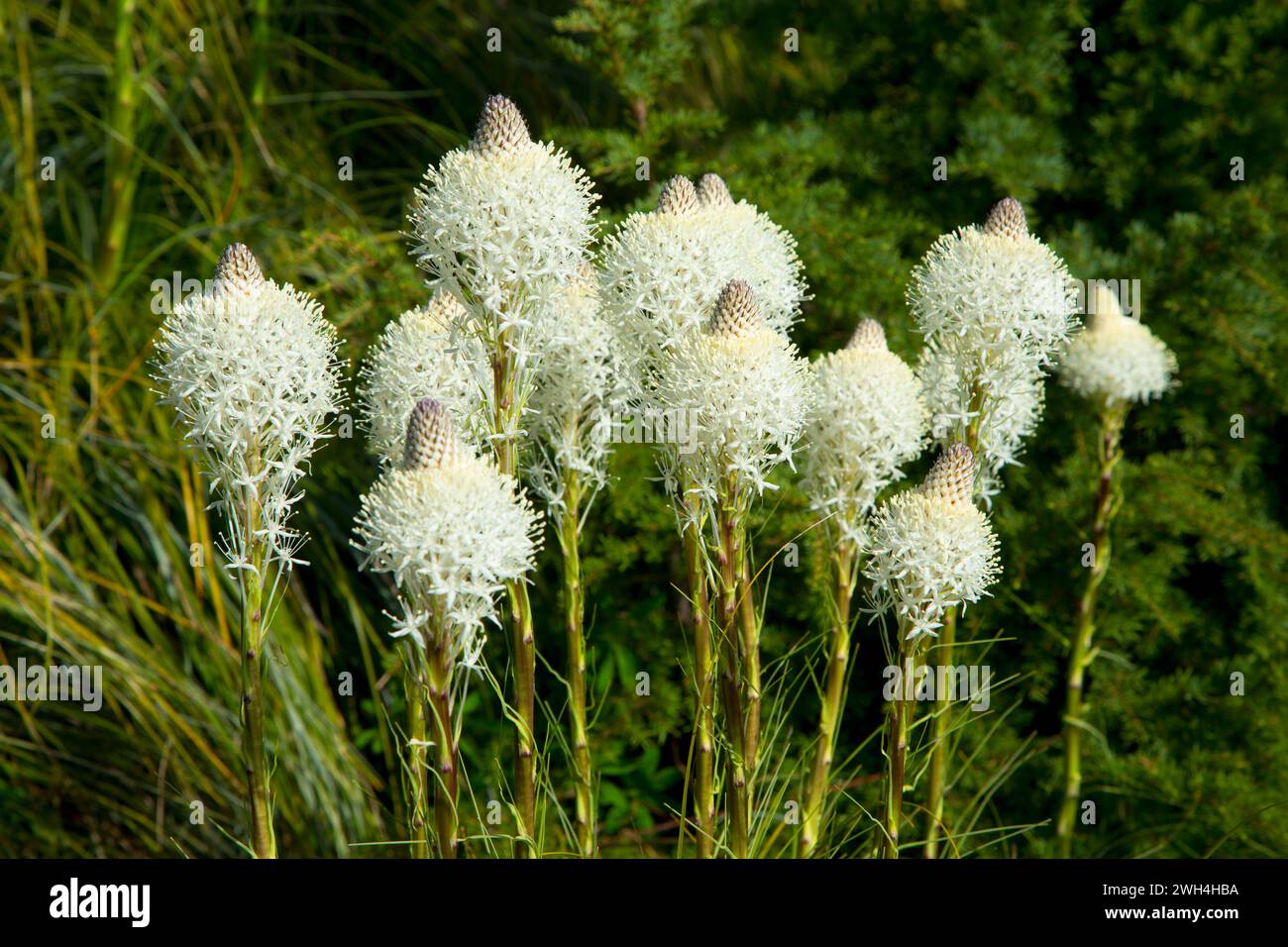 Beargrass (Xerophyllum tenax) bloom along Rocky Top Trail, Santiam ...