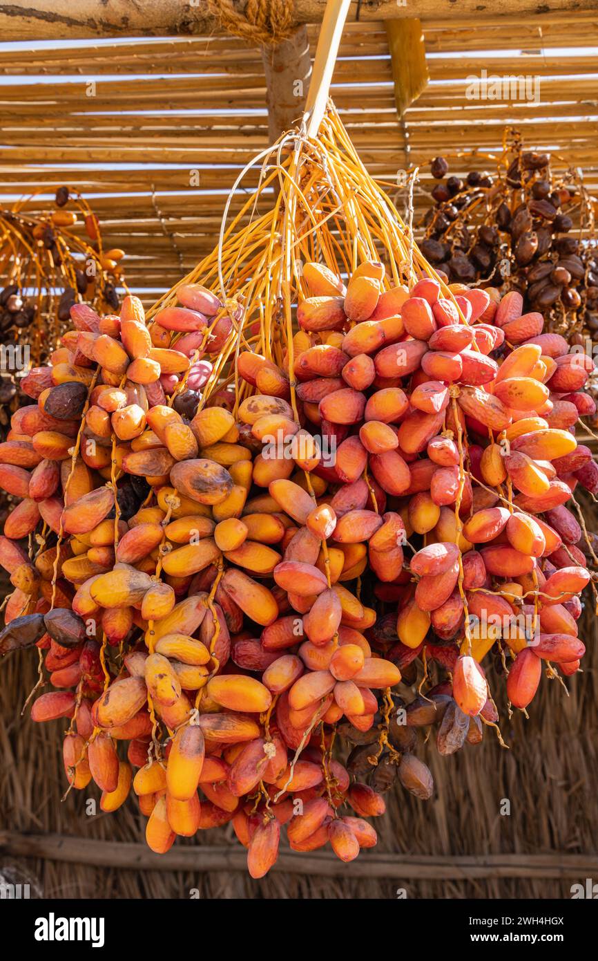 Middle East, Saudi Arabia, Tabuk Province, Tayma. A bunch of dates at a ...