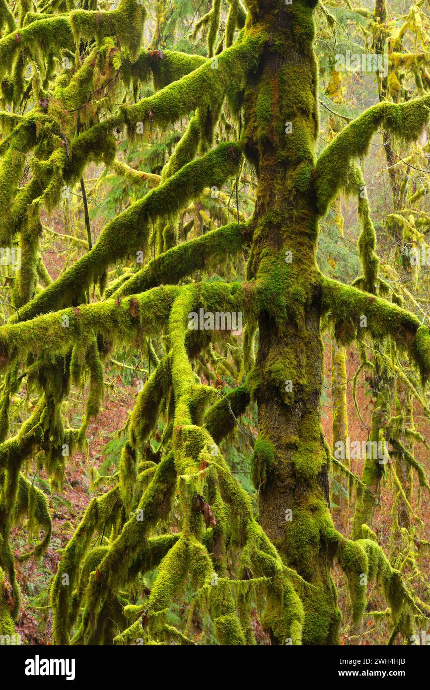 Bigleaf maple (Acer macrophyllum) in forest, Silver Falls State Park ...