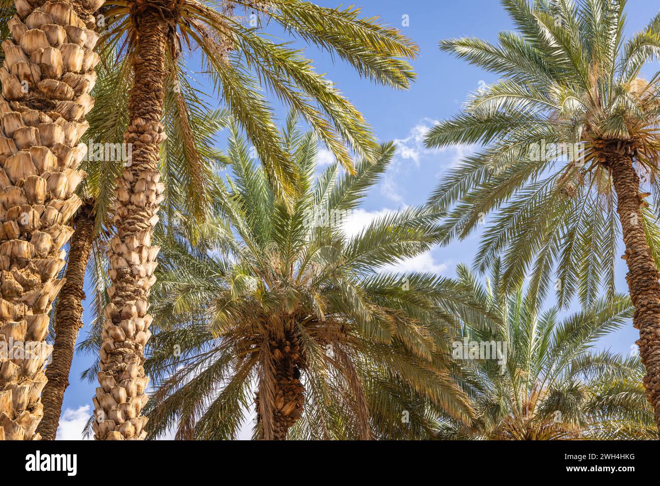 Middle East, Saudi Arabia, Tabuk Province, Tayma. Date palms against a ...
