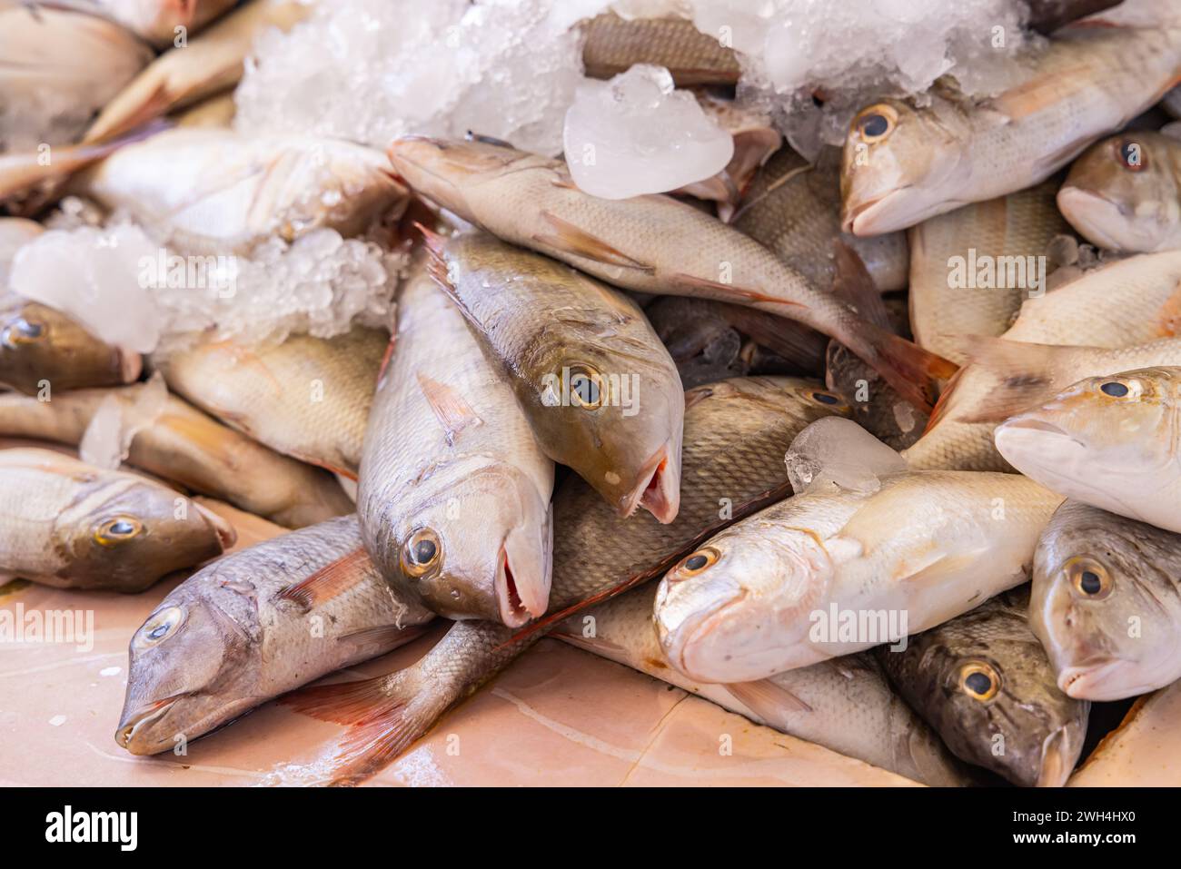 Middle East, Saudi Arabia, Tabuk, Duba. Fresh fish on ice at a market ...