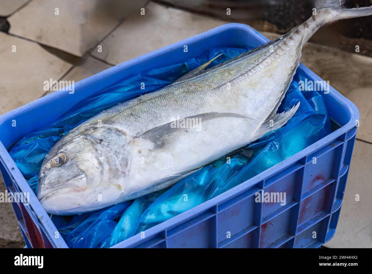 Middle East, Saudi Arabia, Tabuk, Duba. A large fresh fish at a market ...