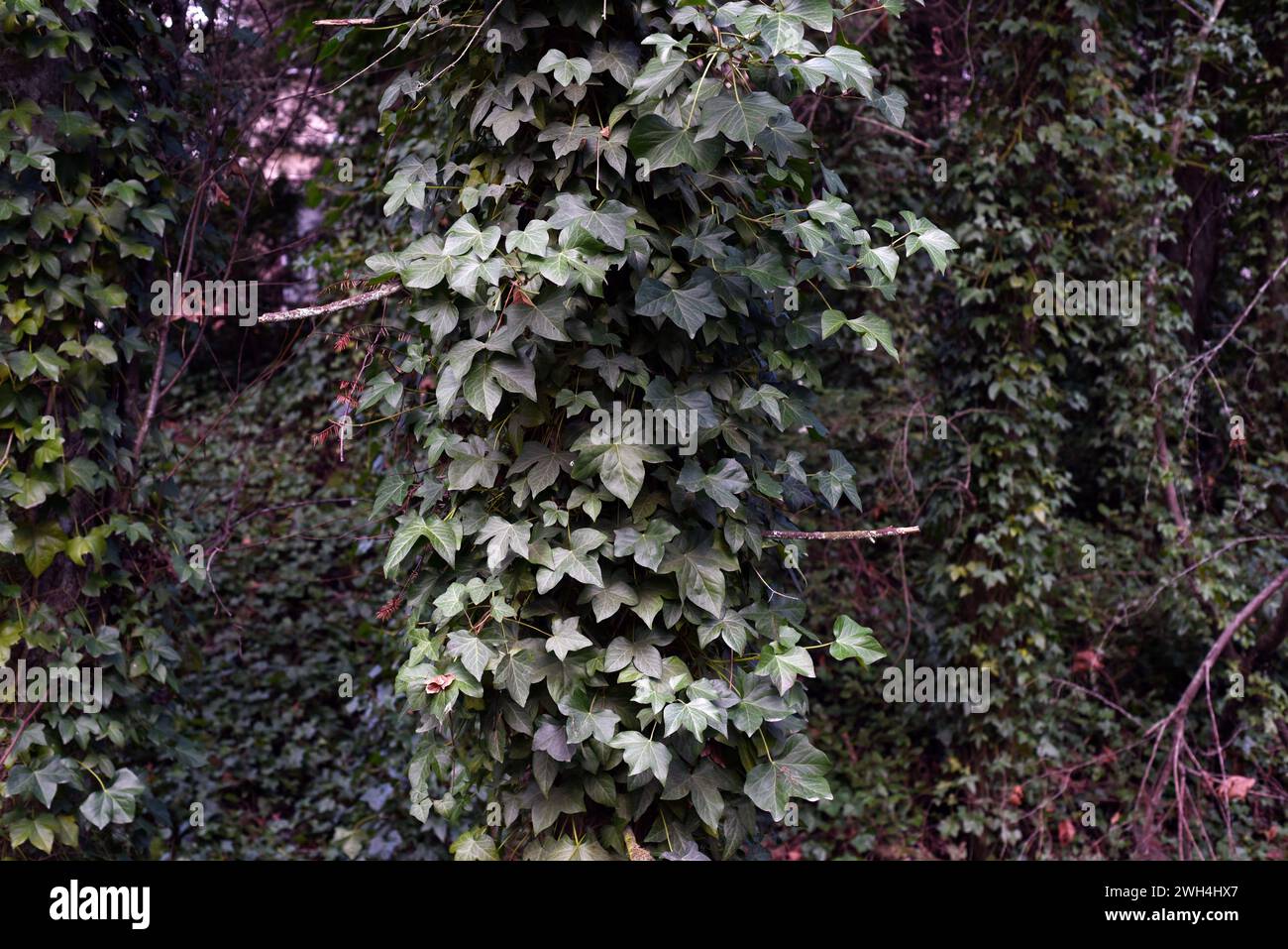 Damaging invasive English Ivy covers trees in a forest on Vancouver ...