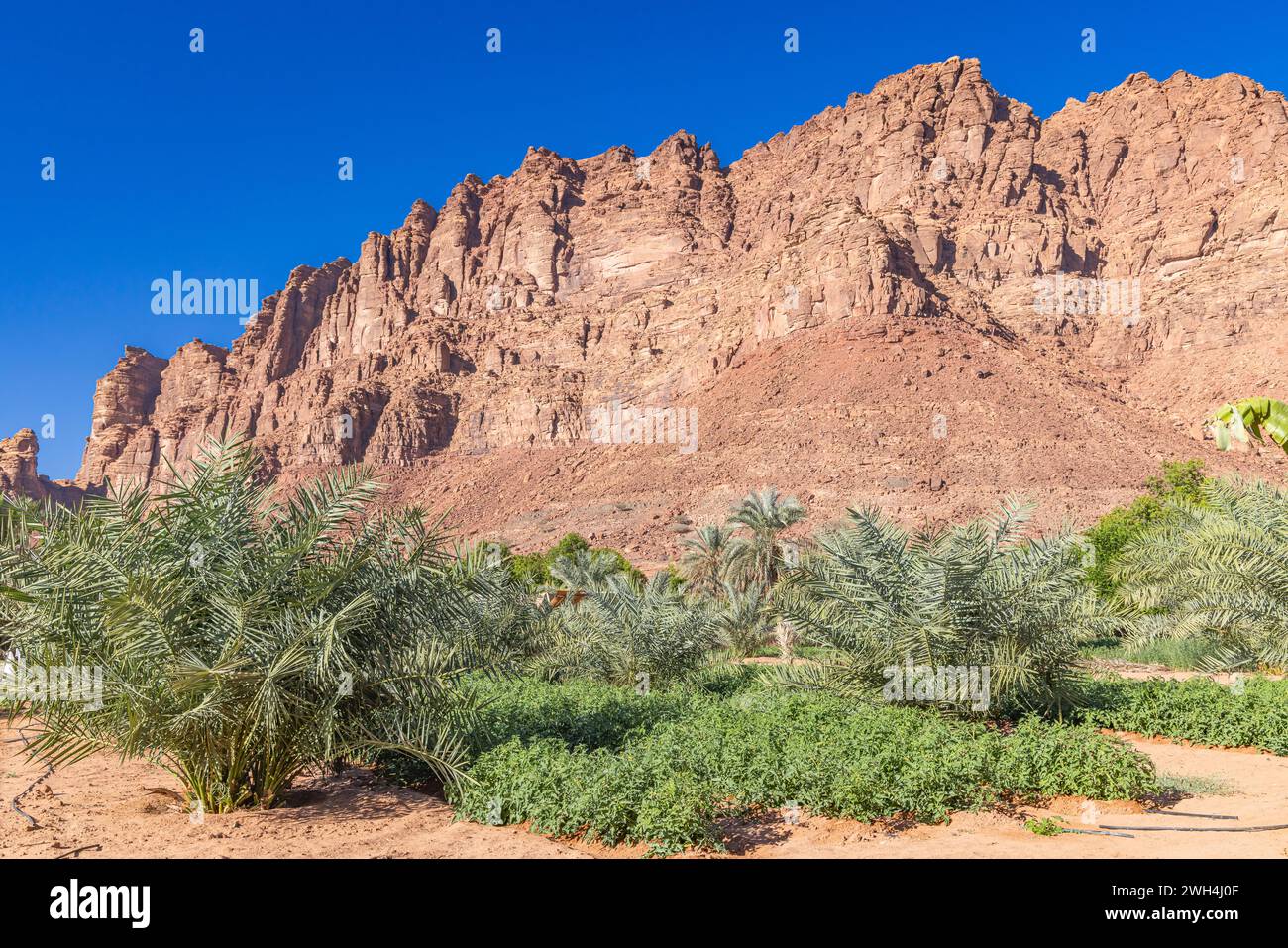Middle East, Saudi Arabia, Tabuk, Al-Disah. A desert farm in Al-Disah ...