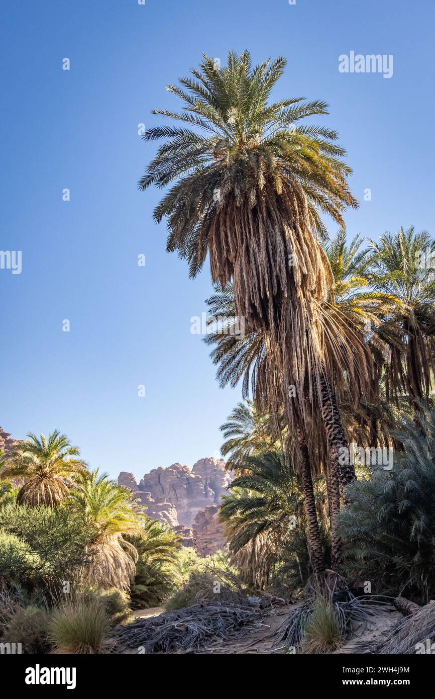 Middle East, Saudi Arabia,Tabuk, Wadi Al-Disha, Prince Mohammed bin ...