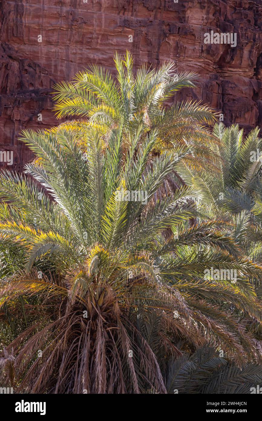 Middle East, Saudi Arabia,Tabuk, Wadi Al-Disha, Prince Mohammed bin ...