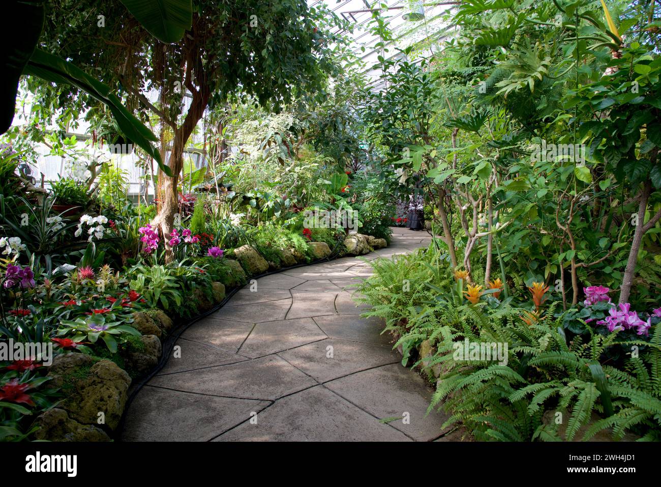 Indoors plants inside the conservatory Stock Photo - Alamy