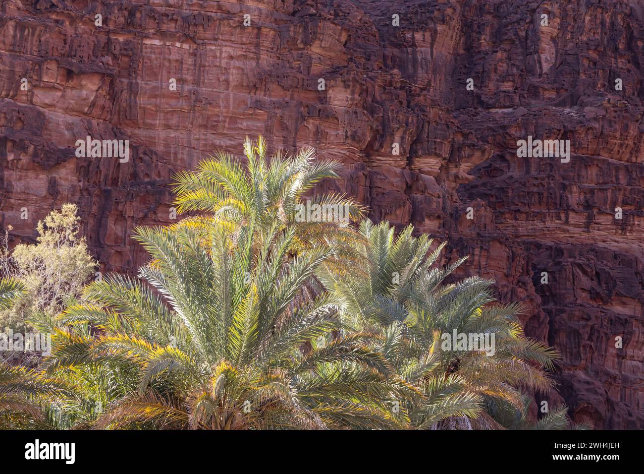 Middle East, Saudi Arabia,Tabuk, Wadi Al-Disha, Prince Mohammed bin ...