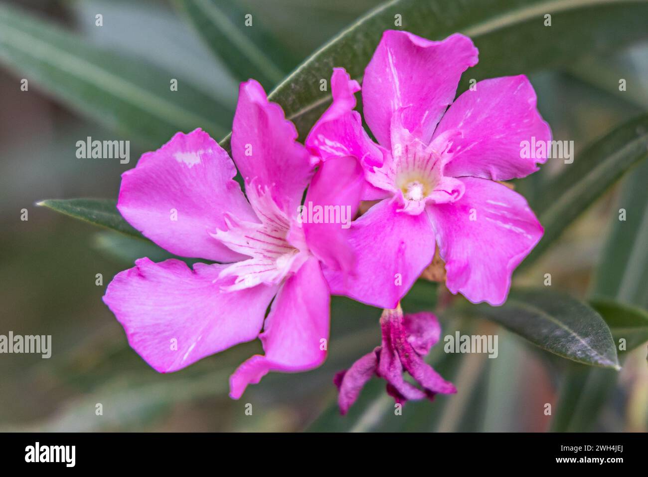 Middle East, Saudi Arabia,Tabuk, Wadi Al-Disha, Prince Mohammed bin ...