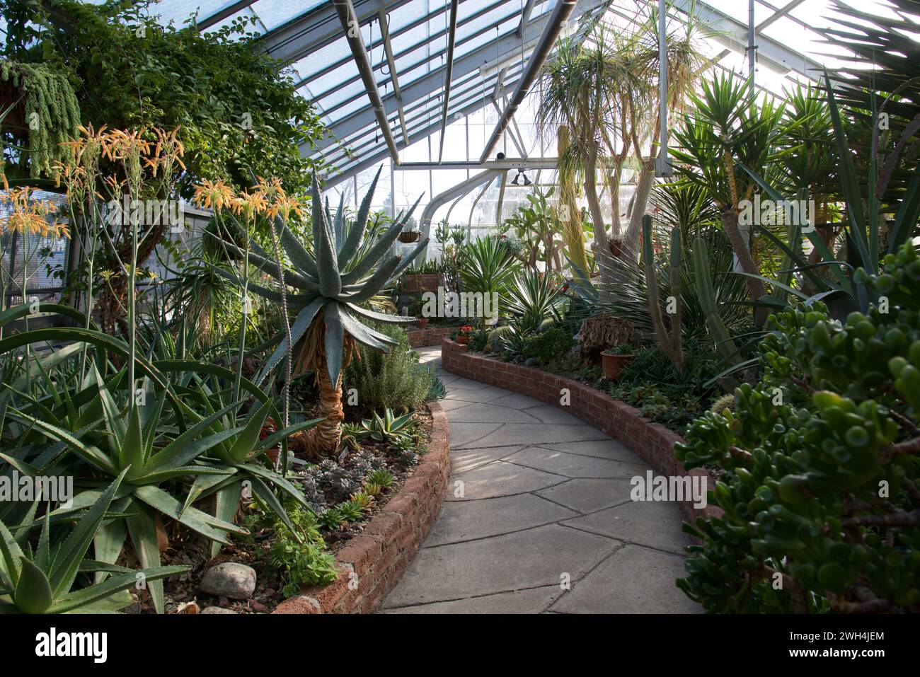 Tropical plants inside the conservatory Stock Photo - Alamy