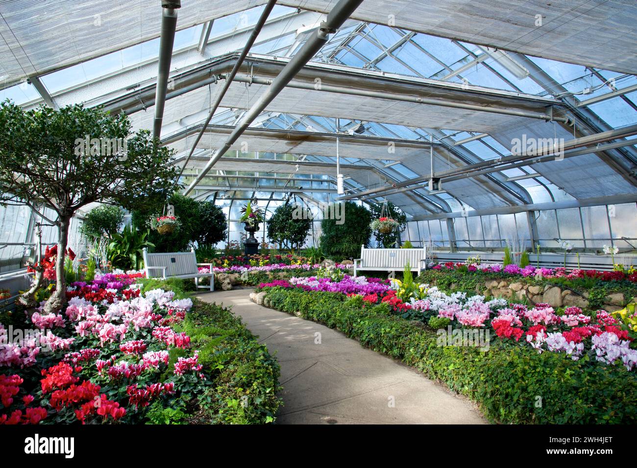 Conservatory - Spring flowers Stock Photo - Alamy
