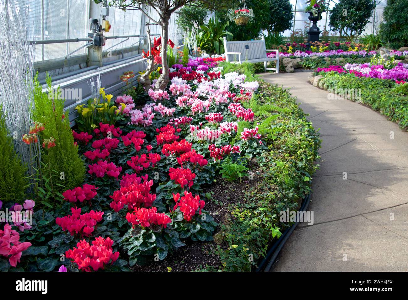 The footpath in the conservatory with spring flowers Stock Photo - Alamy