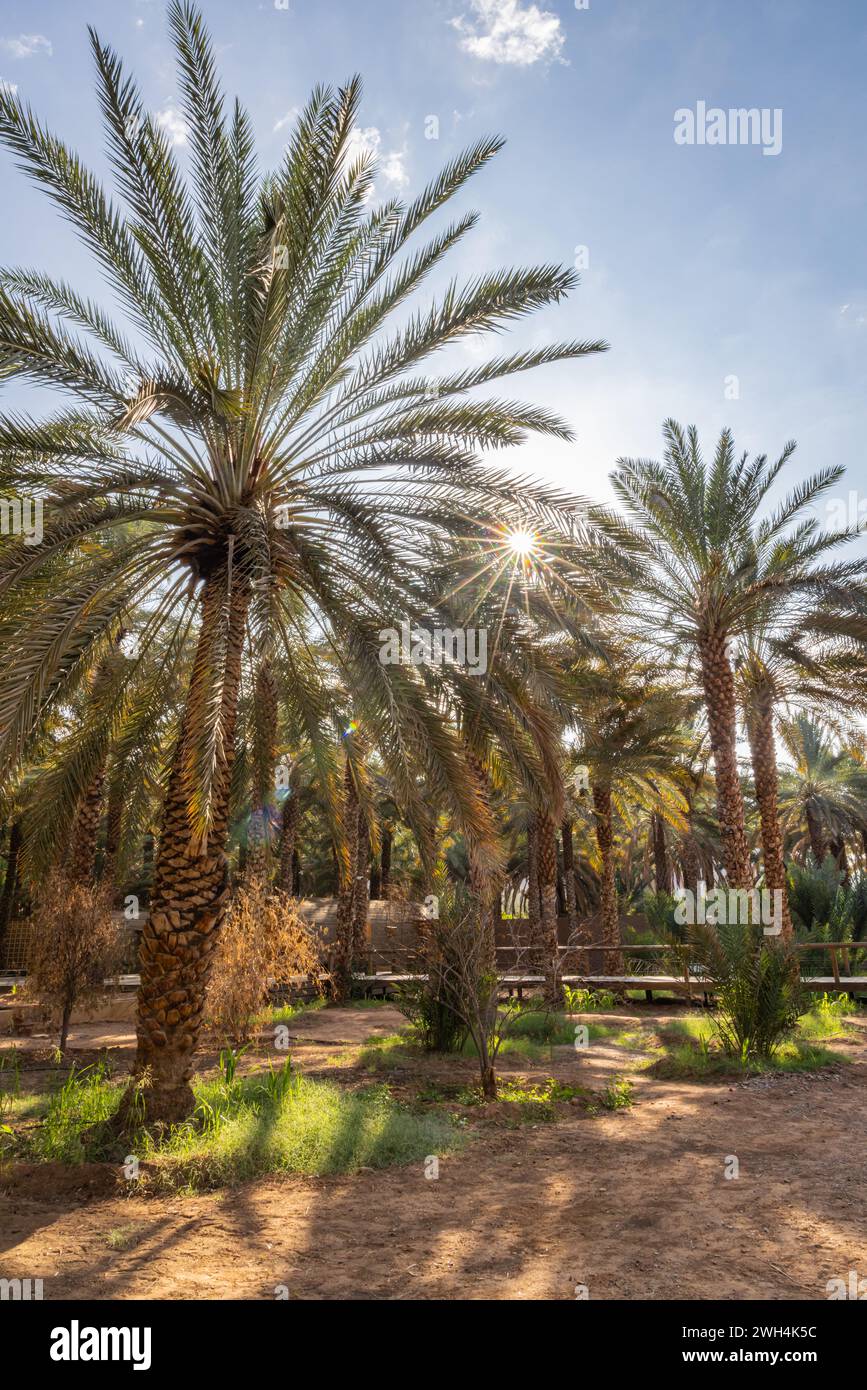 Alula plant hi-res stock photography and images - Alamy
