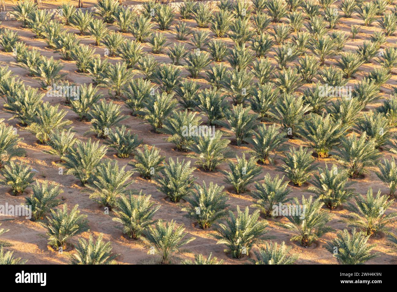 Middle East, Saudi Arabia, Medina, Al-Ula. Date palm farm in the Saudi ...