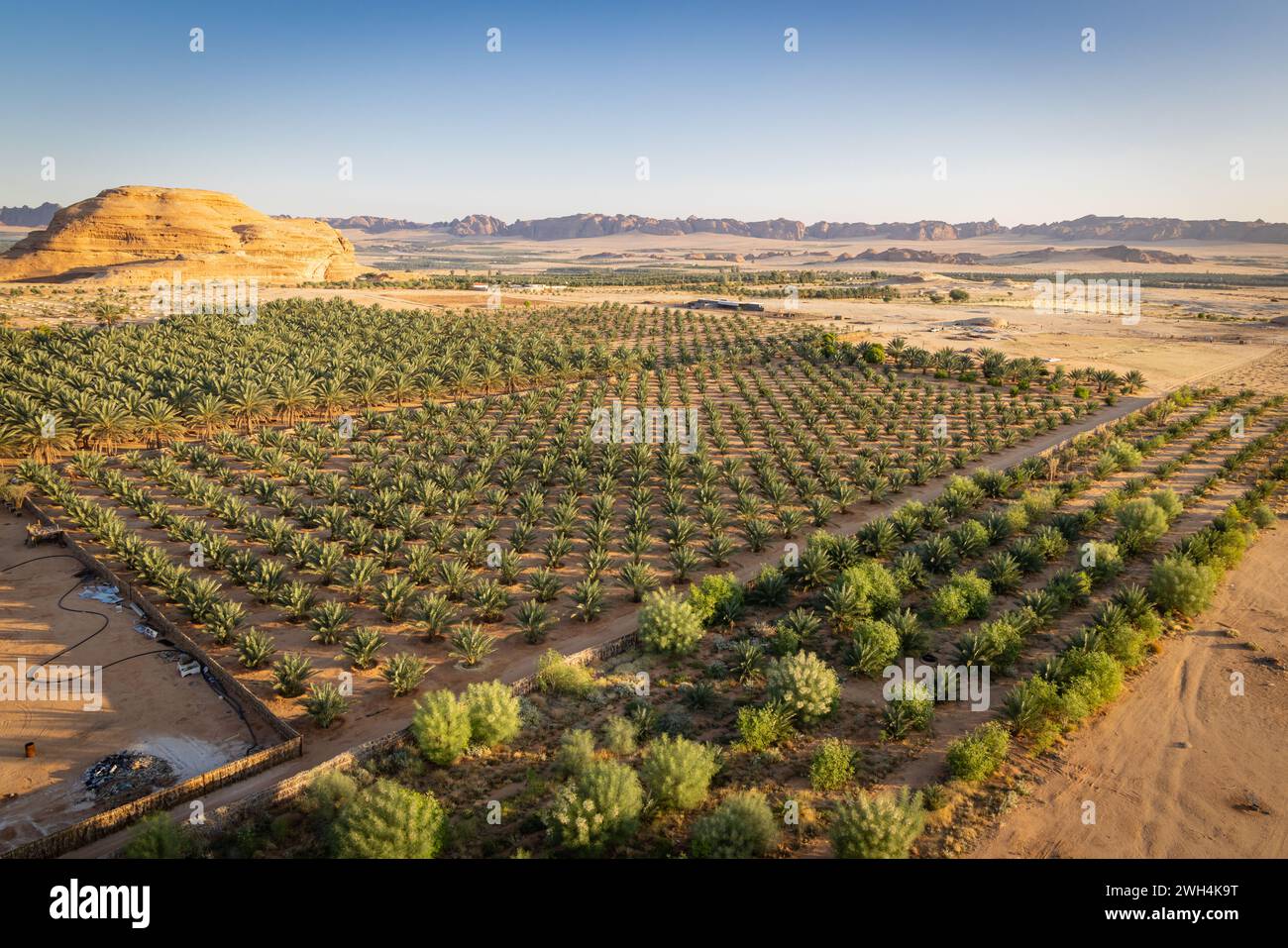 Middle East, Saudi Arabia, Medina, Al-Ula. Date palm farm in the Saudi ...