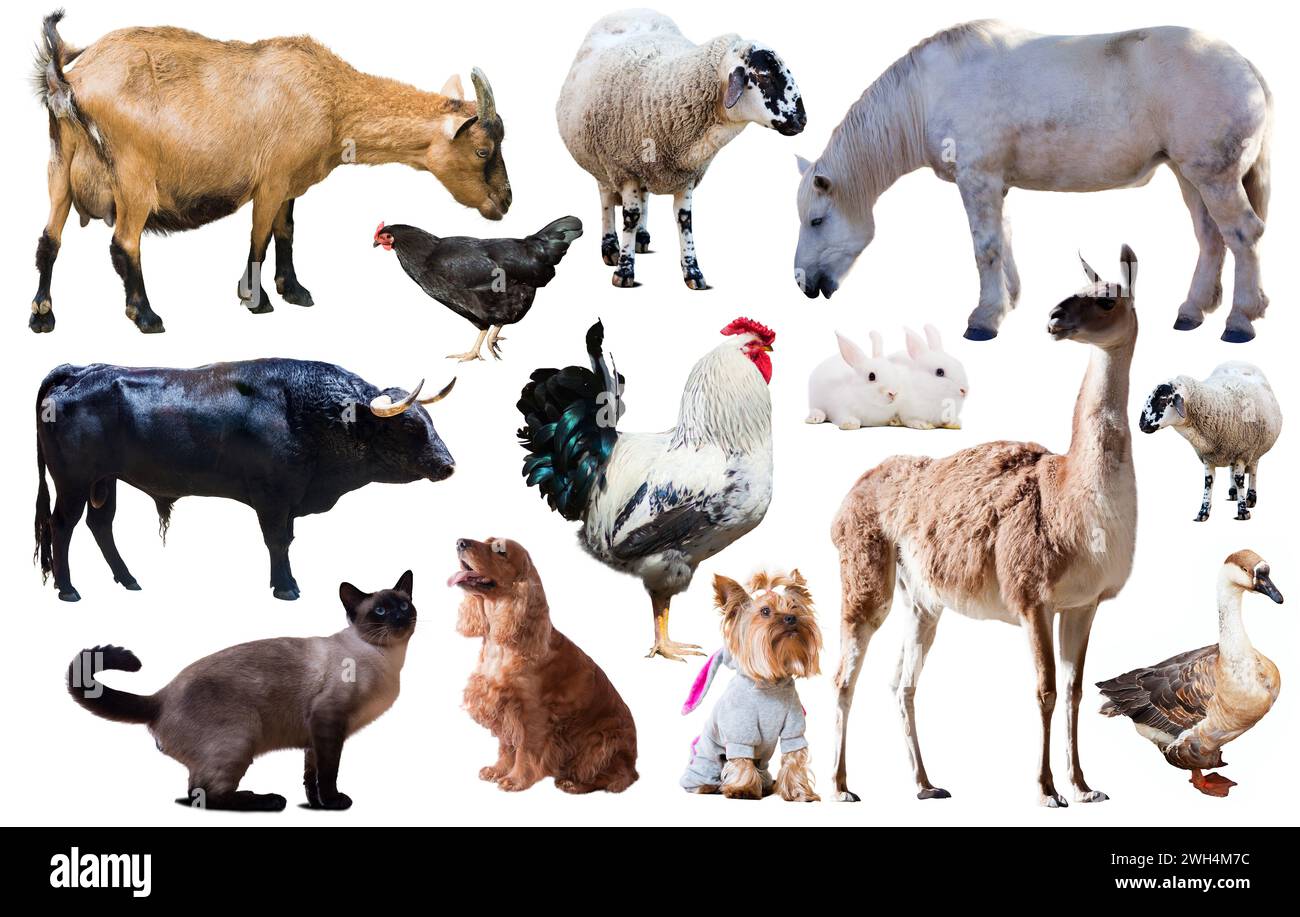domestic animals collection Stock Photo - Alamy