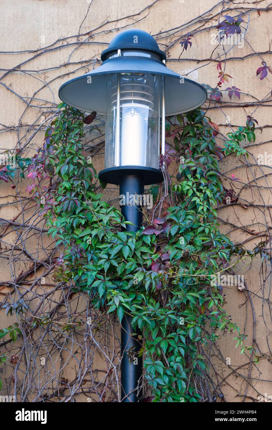 lamp post and hanging parasite vine plant on the garden wall Stock ...