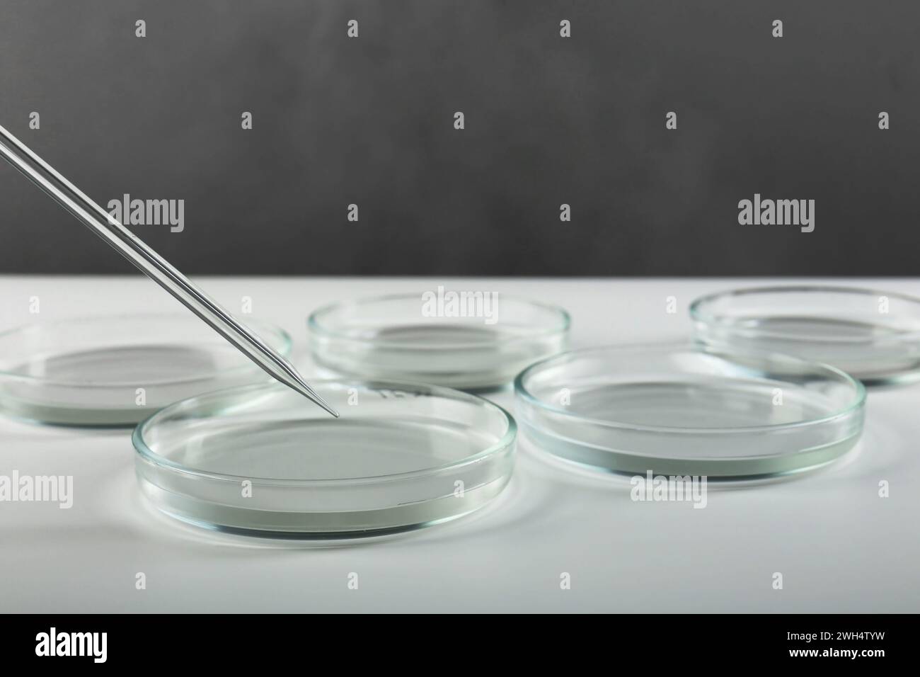 Pipette over petri dish on light table against grey background Stock ...