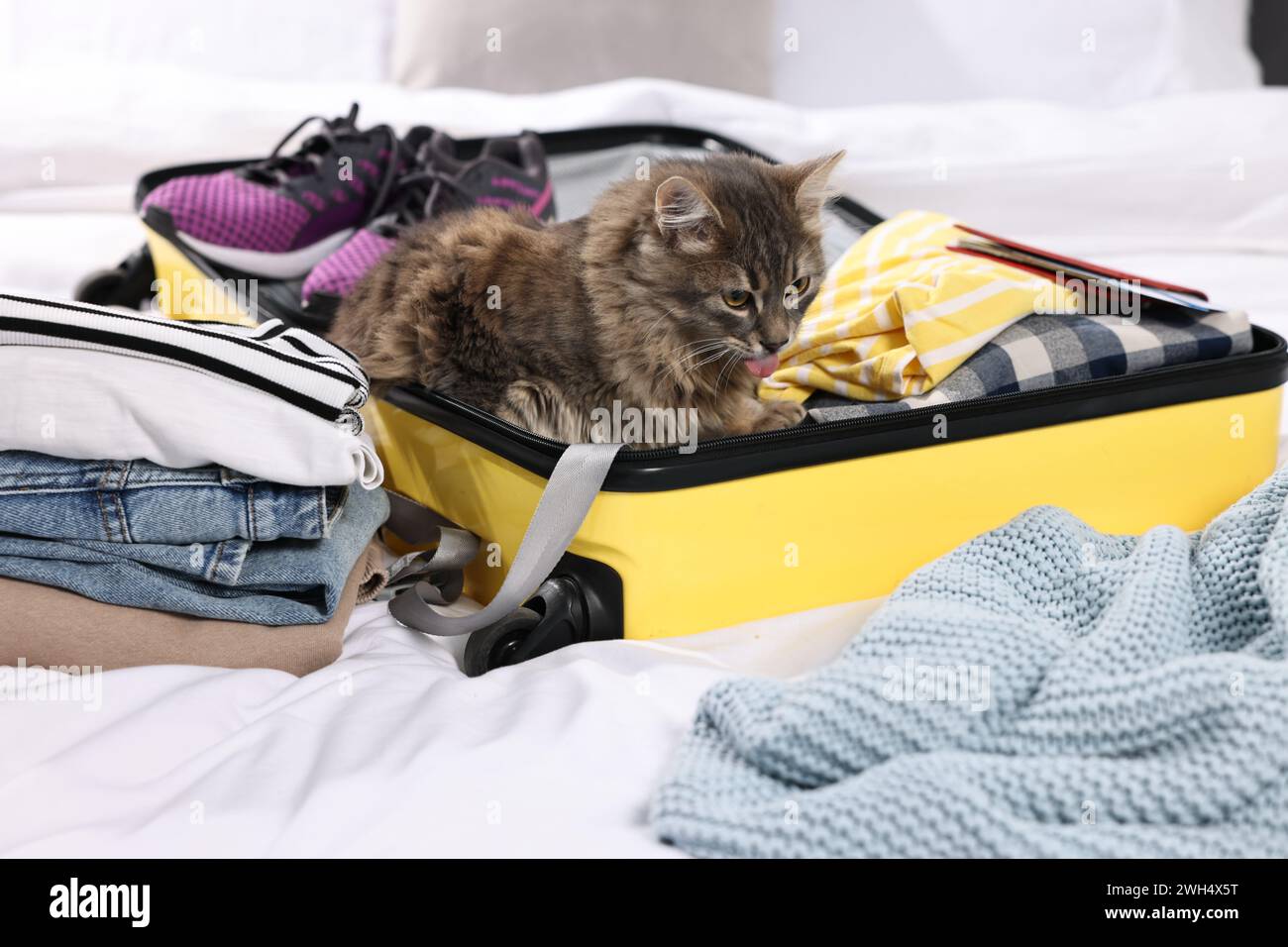 Open suitcase cat hi-res stock photography and images - Alamy