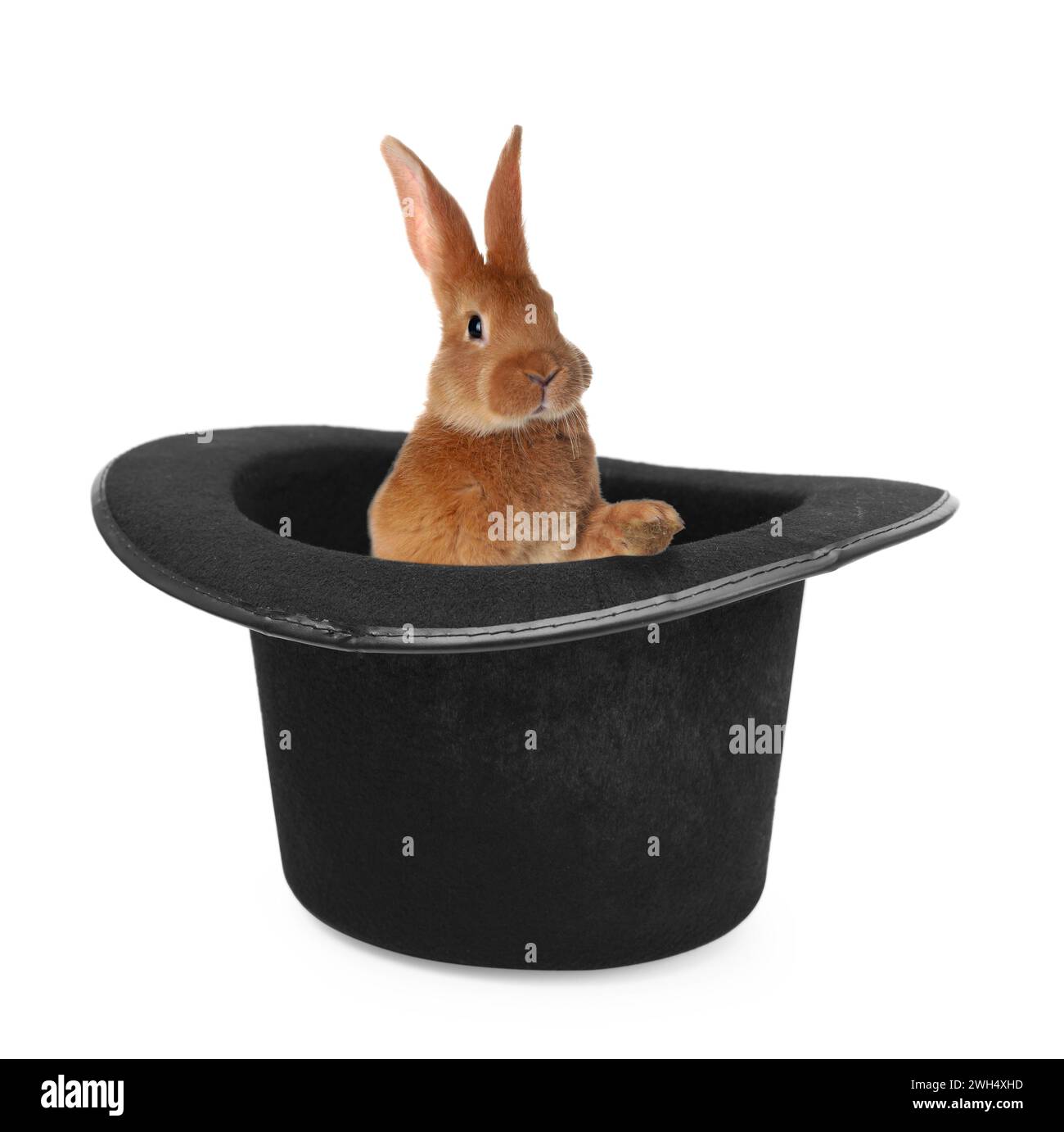Cute rabbit in top hat on white background. Magician trick Stock Photo ...