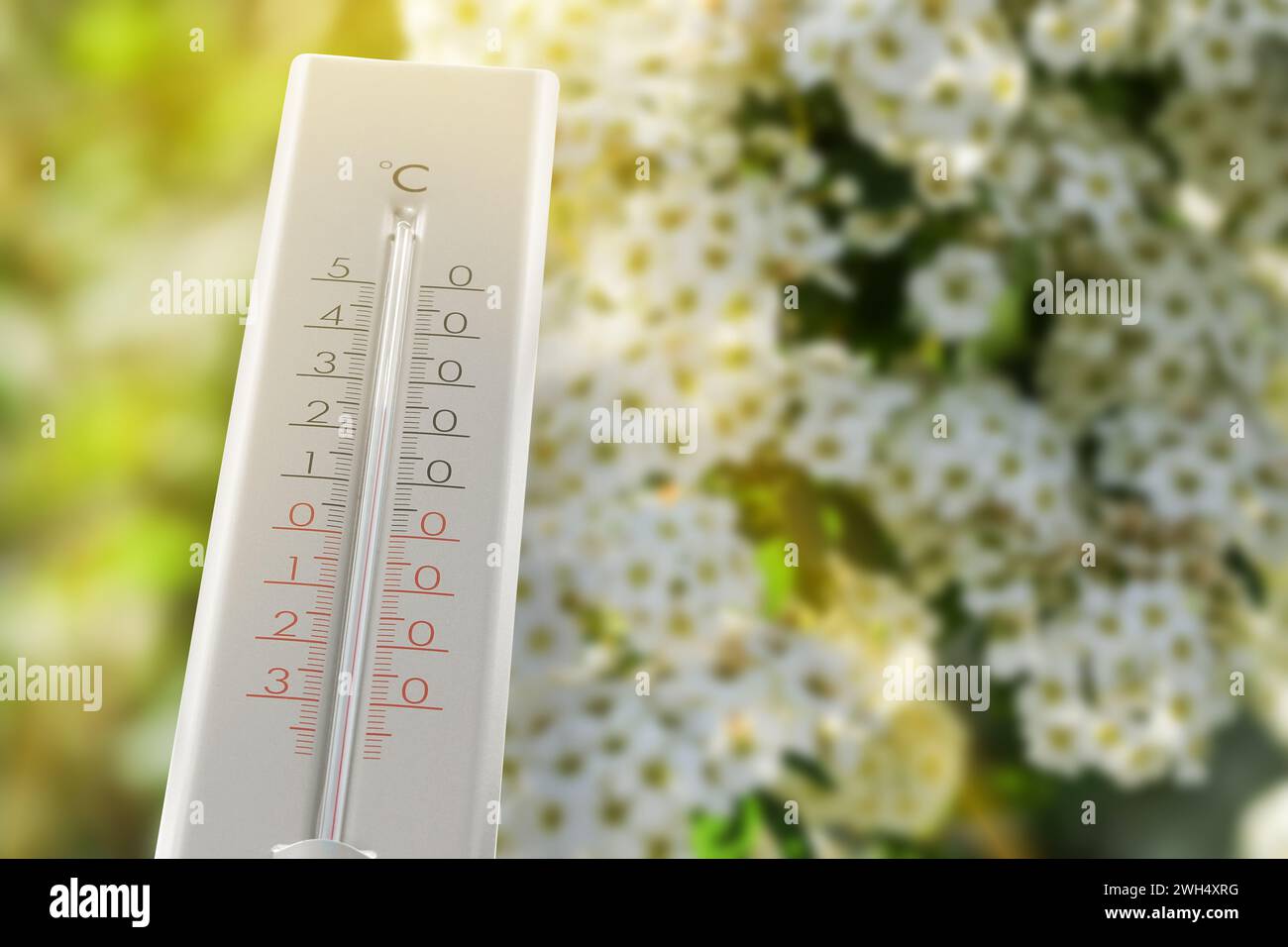 Thermometer and blossoming spiraea shrub outdoors. Temperature in ...