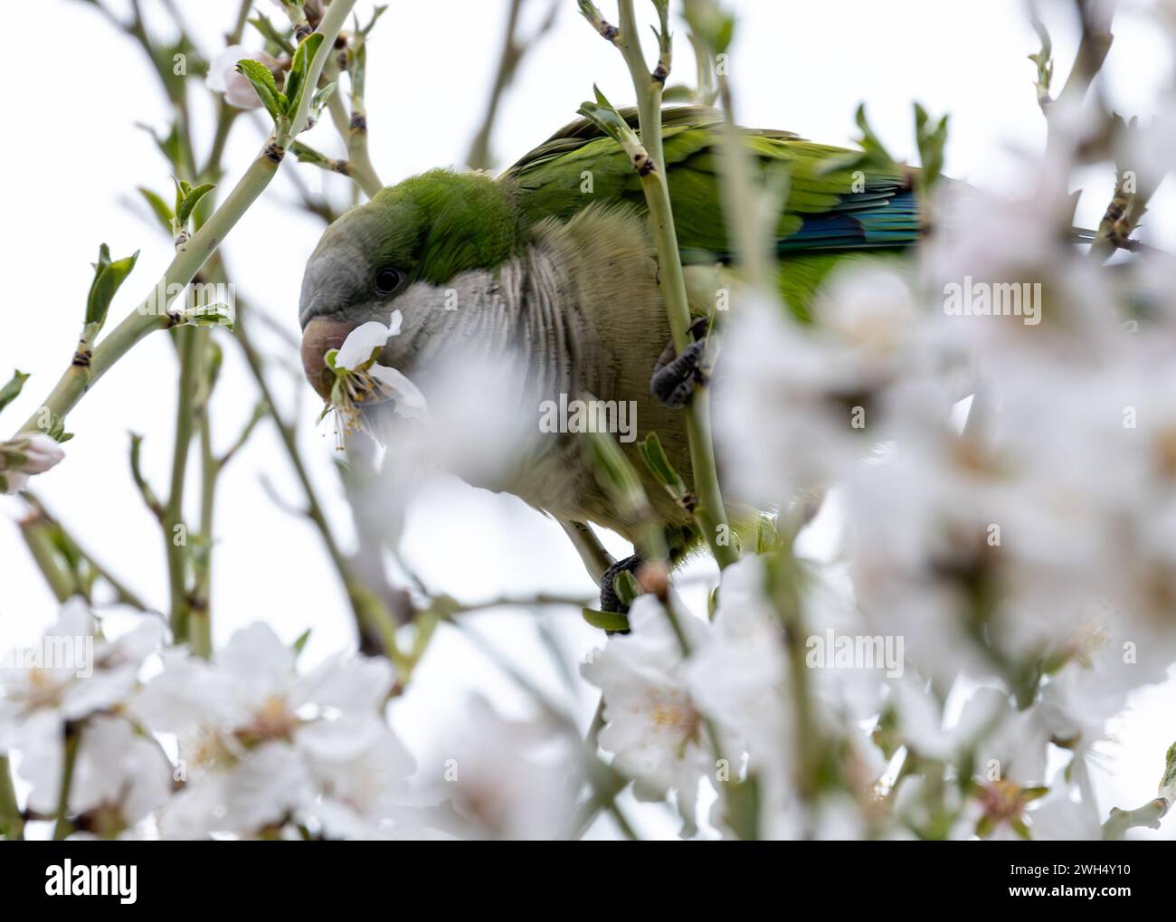 The Monk Parakeet, Myiopsitta monachus, sighted in El Retiro Park ...