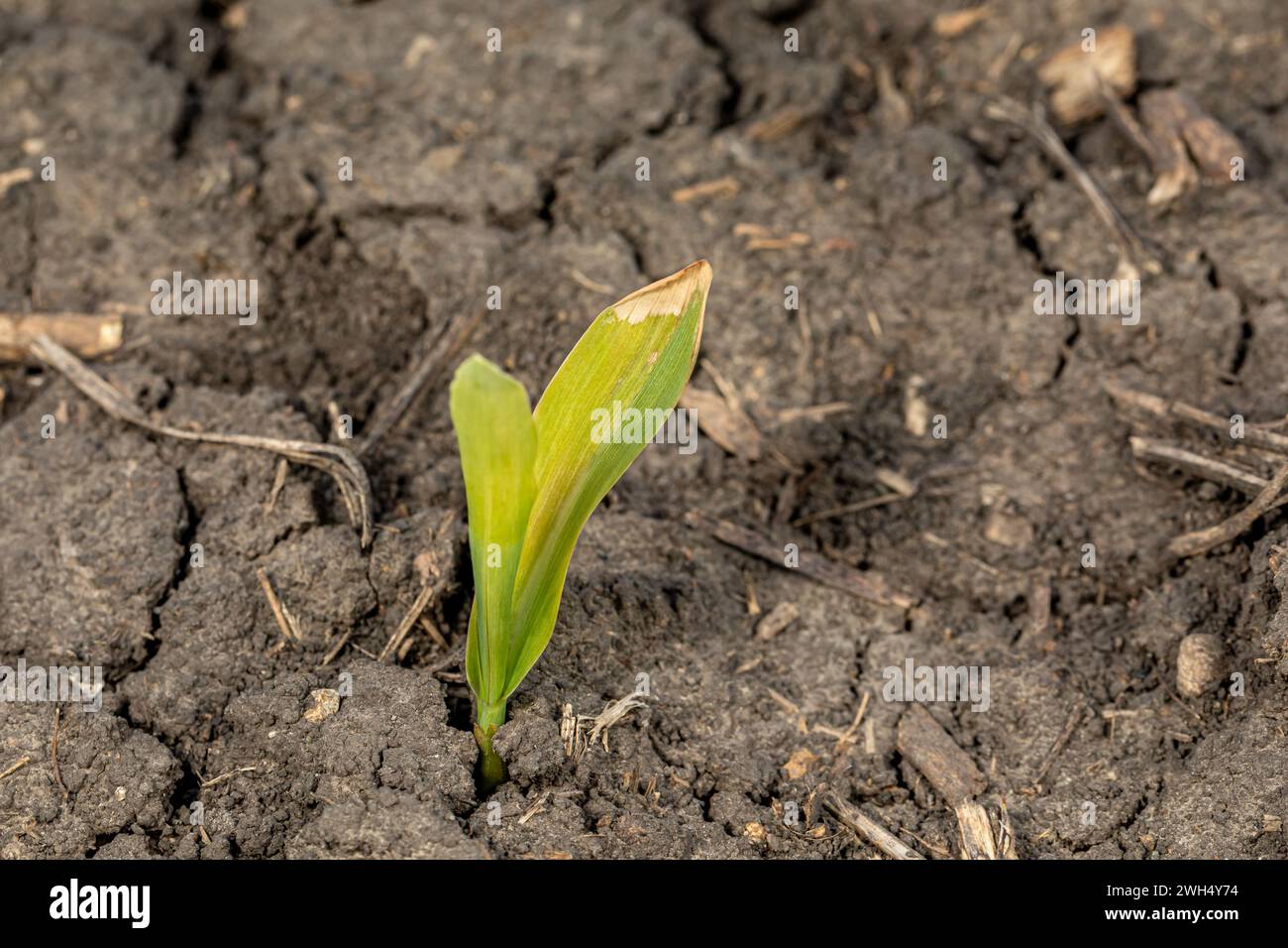 Corn plant leaf damage from frost and freezing weather. Cold weather ...