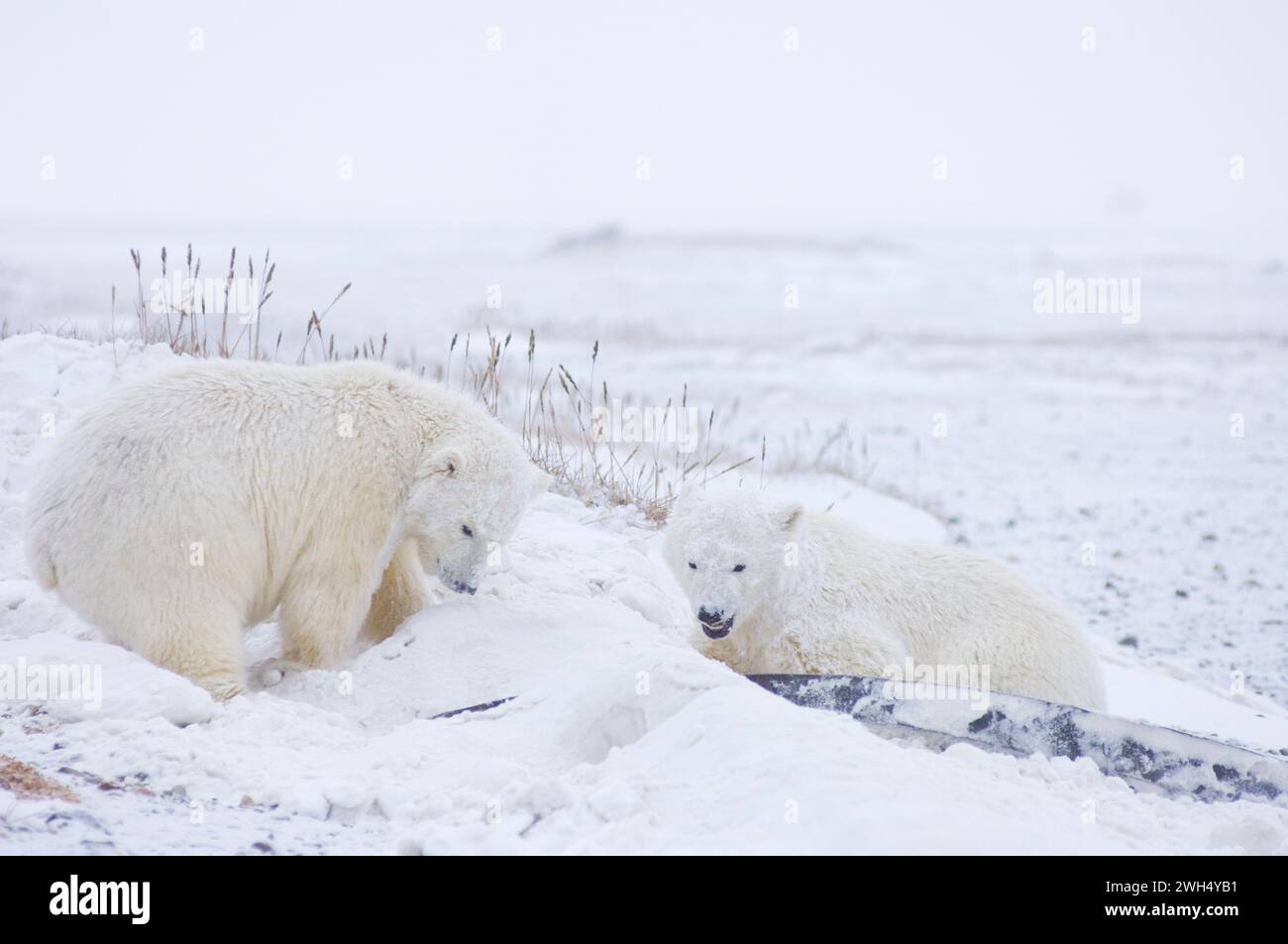 polar bear Ursus maritimus curious cubs playing with and around piece ...