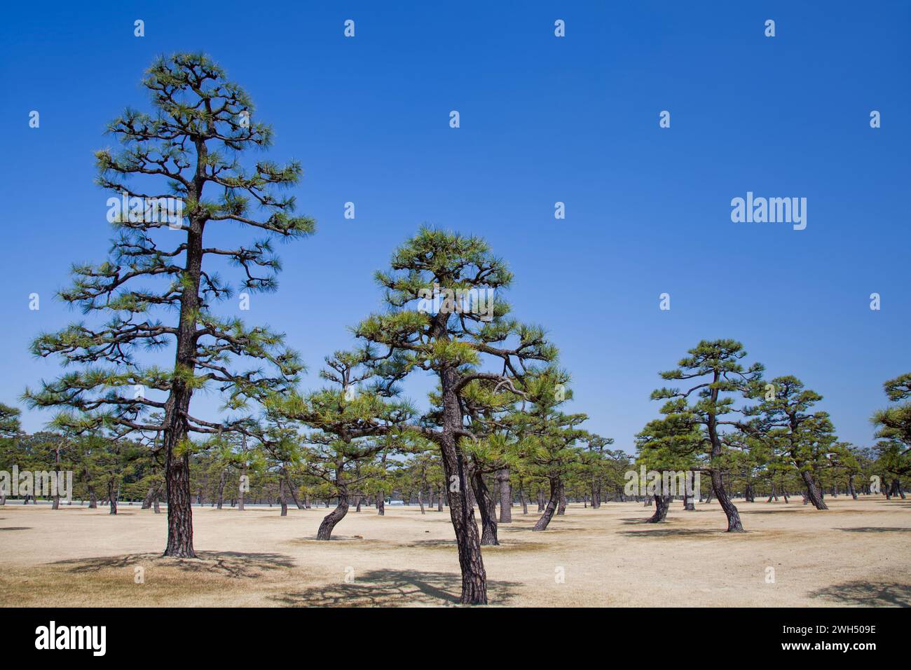Japanese trees in grounds hi-res stock photography and images - Alamy